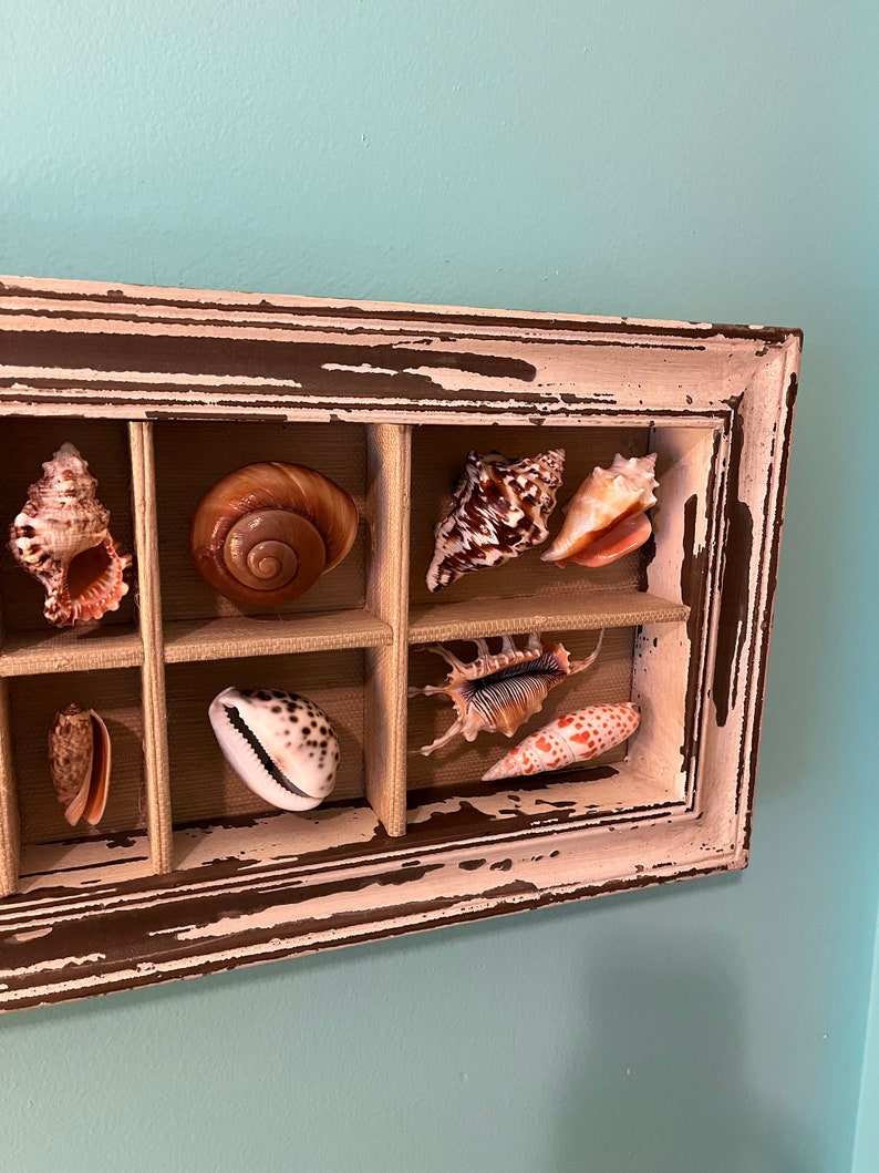 Large Specimen Open Seashell Display - Etsy