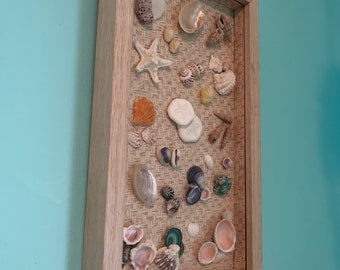 Seashell Display 1 Nautical Themed - Etsy