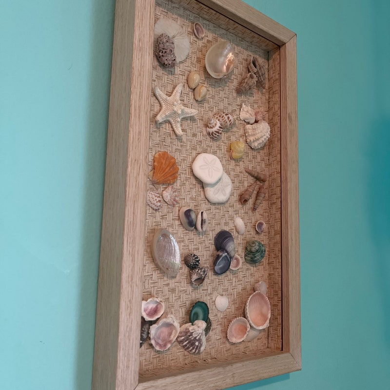 Seashell Display - Etsy