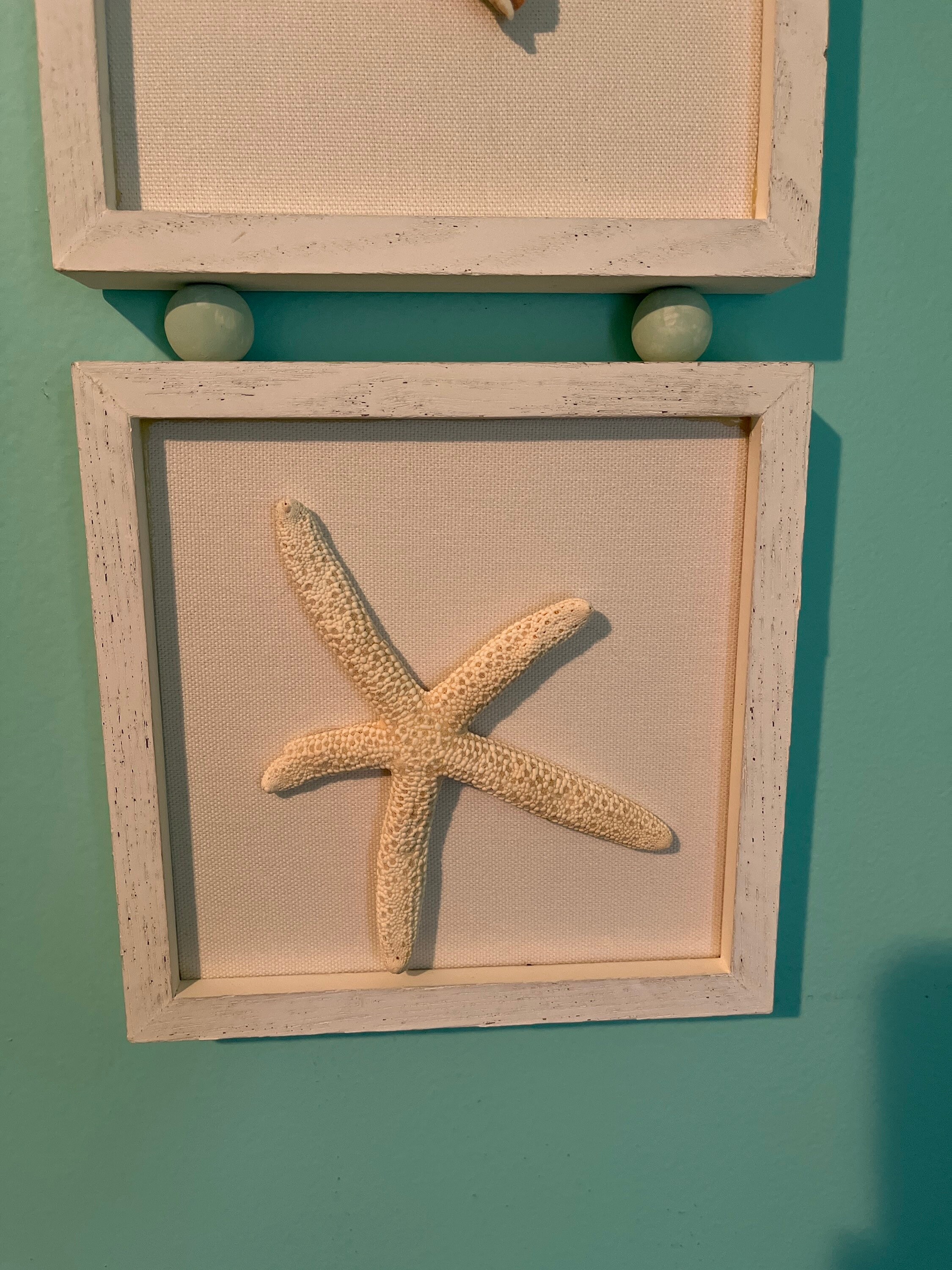 Vertical Shell Wall Display Minimalist Display - Etsy