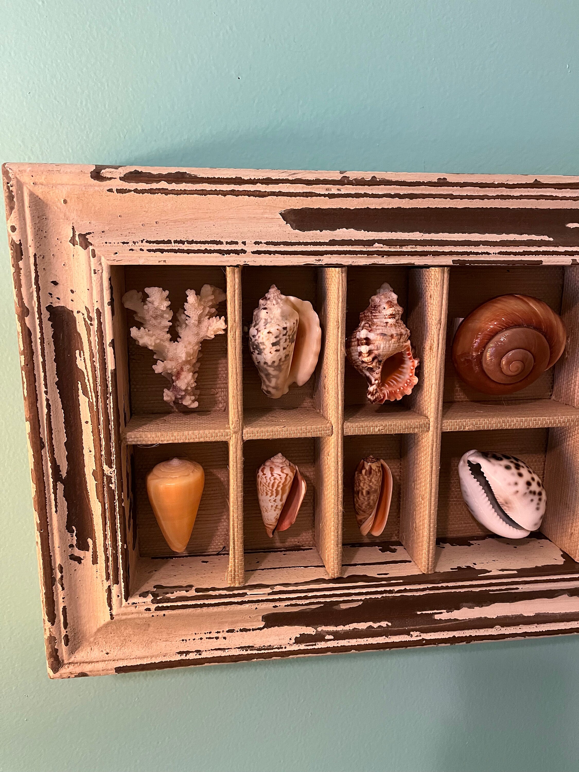 Large Specimen Open Seashell Display - Etsy