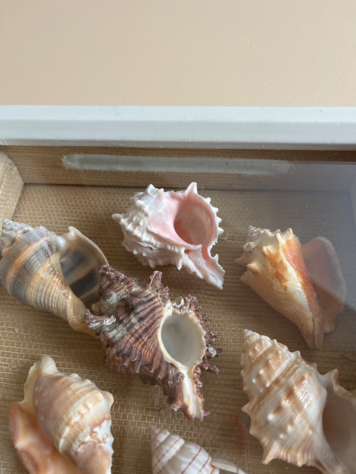 7 Shells Shadowbox Display Nautical and Costal Decor - Etsy
