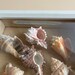 7 Shells Shadowbox Display Nautical and Costal Decor - Etsy