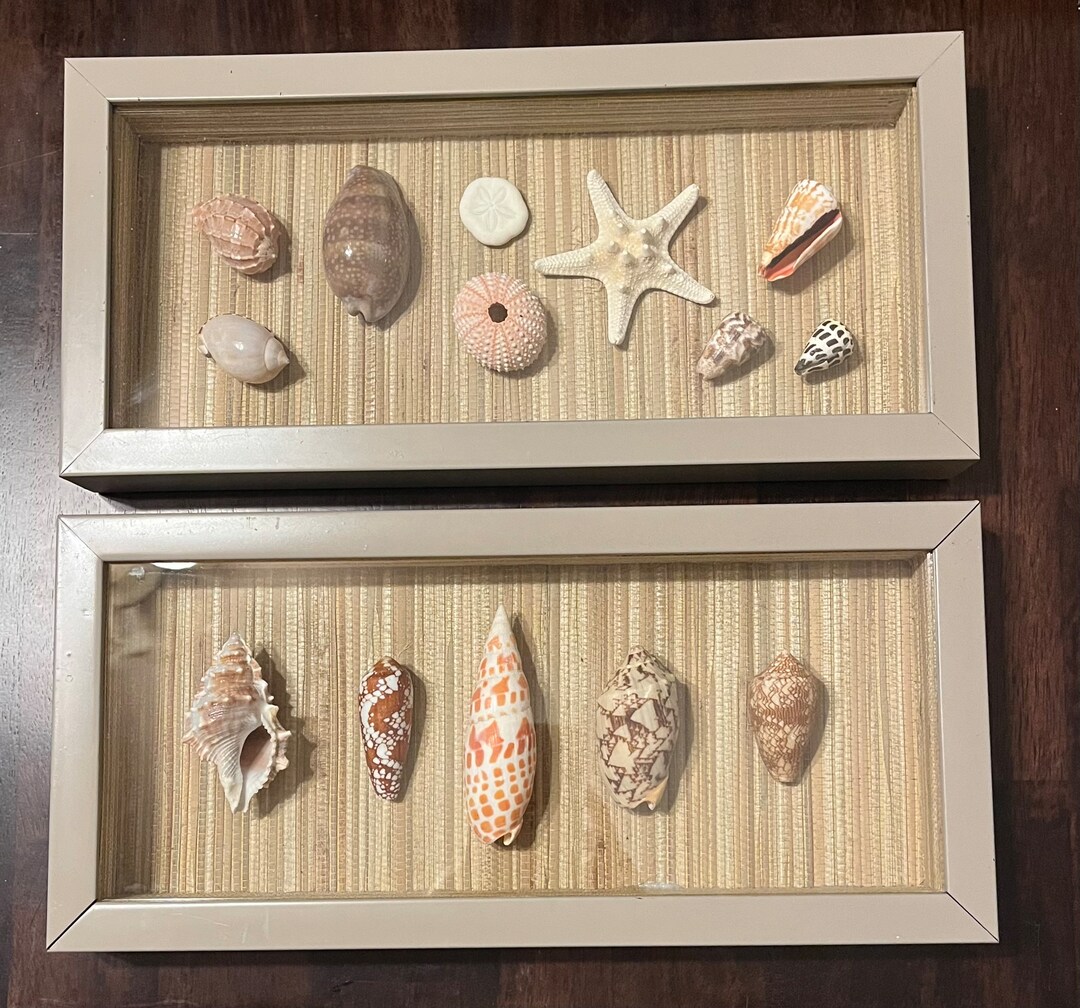 Pair of Seashell Display Shadowboxes - Etsy