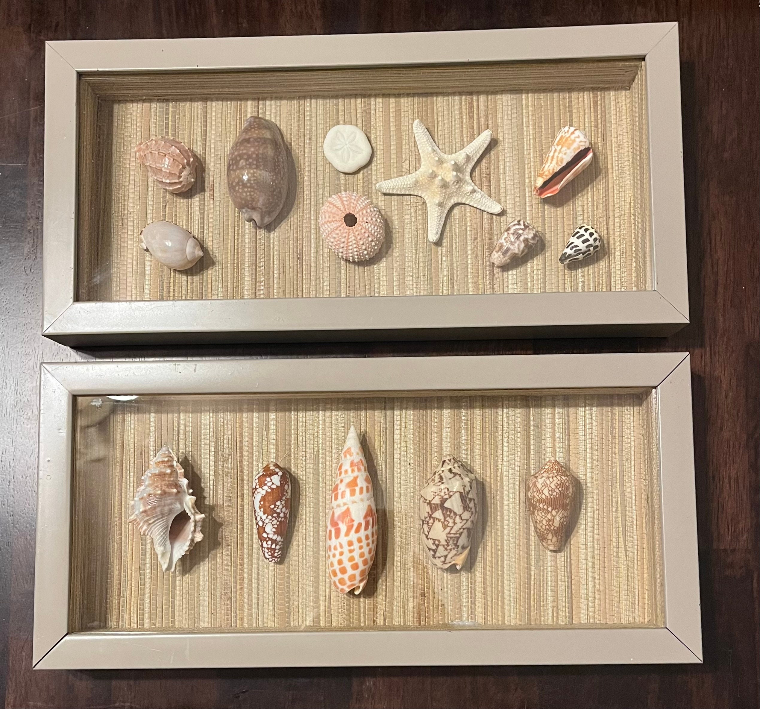 Pair of Seashell Display Shadowboxes - Etsy