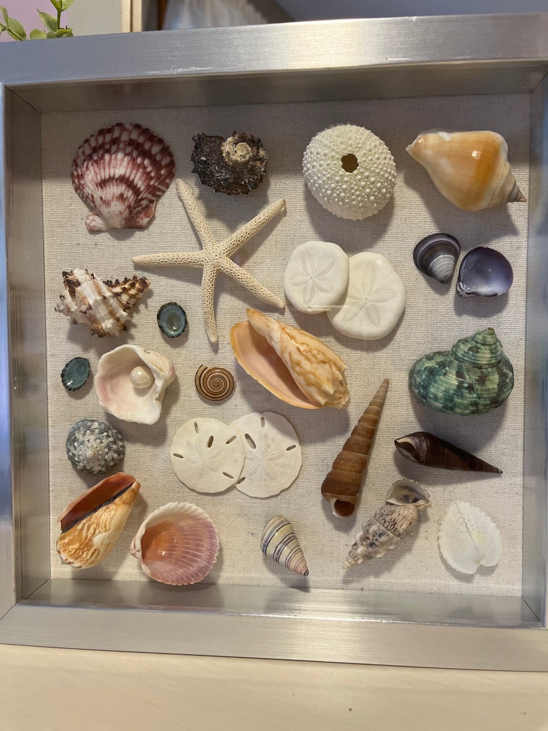Seashell Display 1 Nautical Themed - Etsy