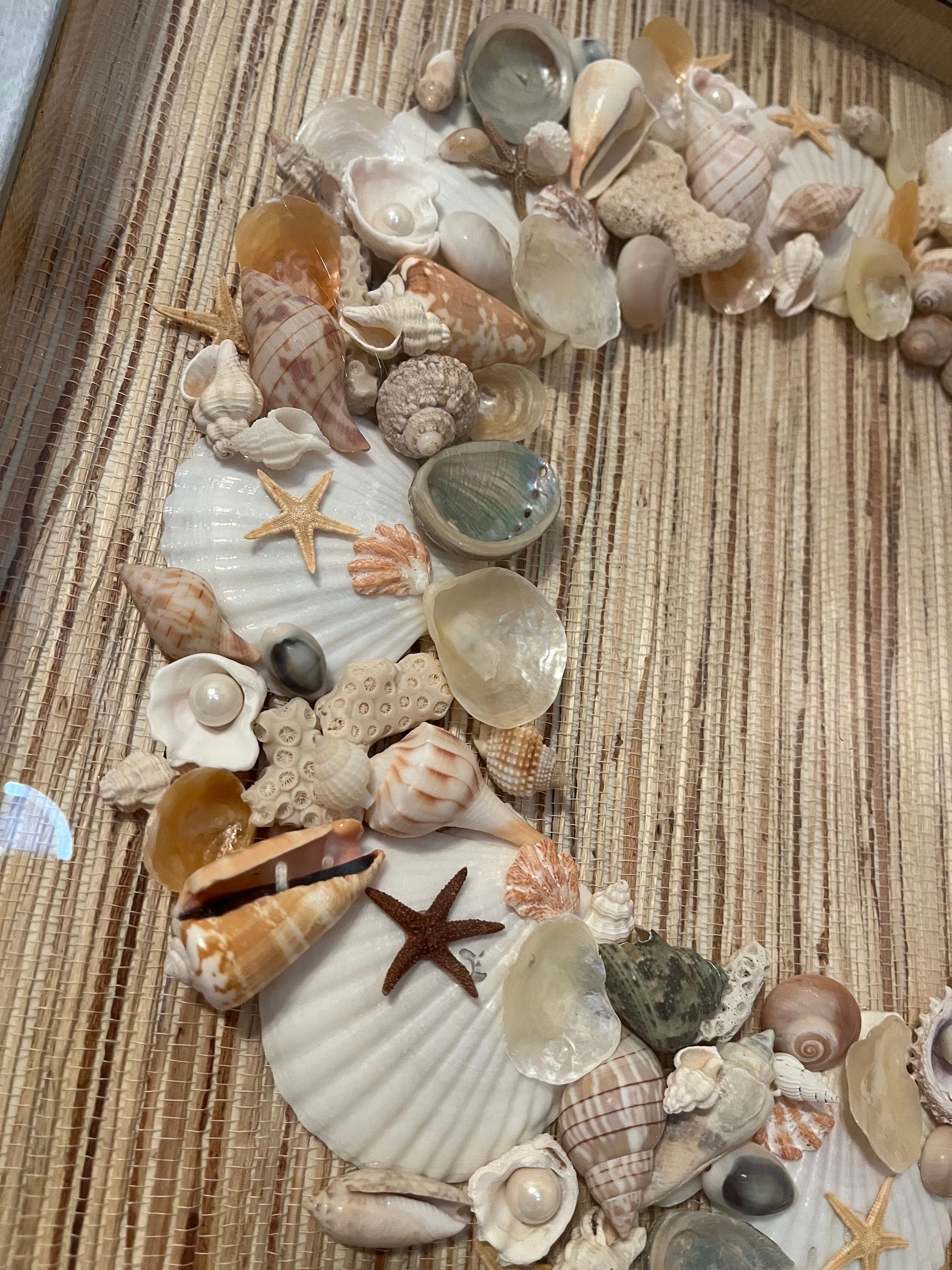Large Seashell Shadowbox Display With Lots of Jingle Shells - Etsy
