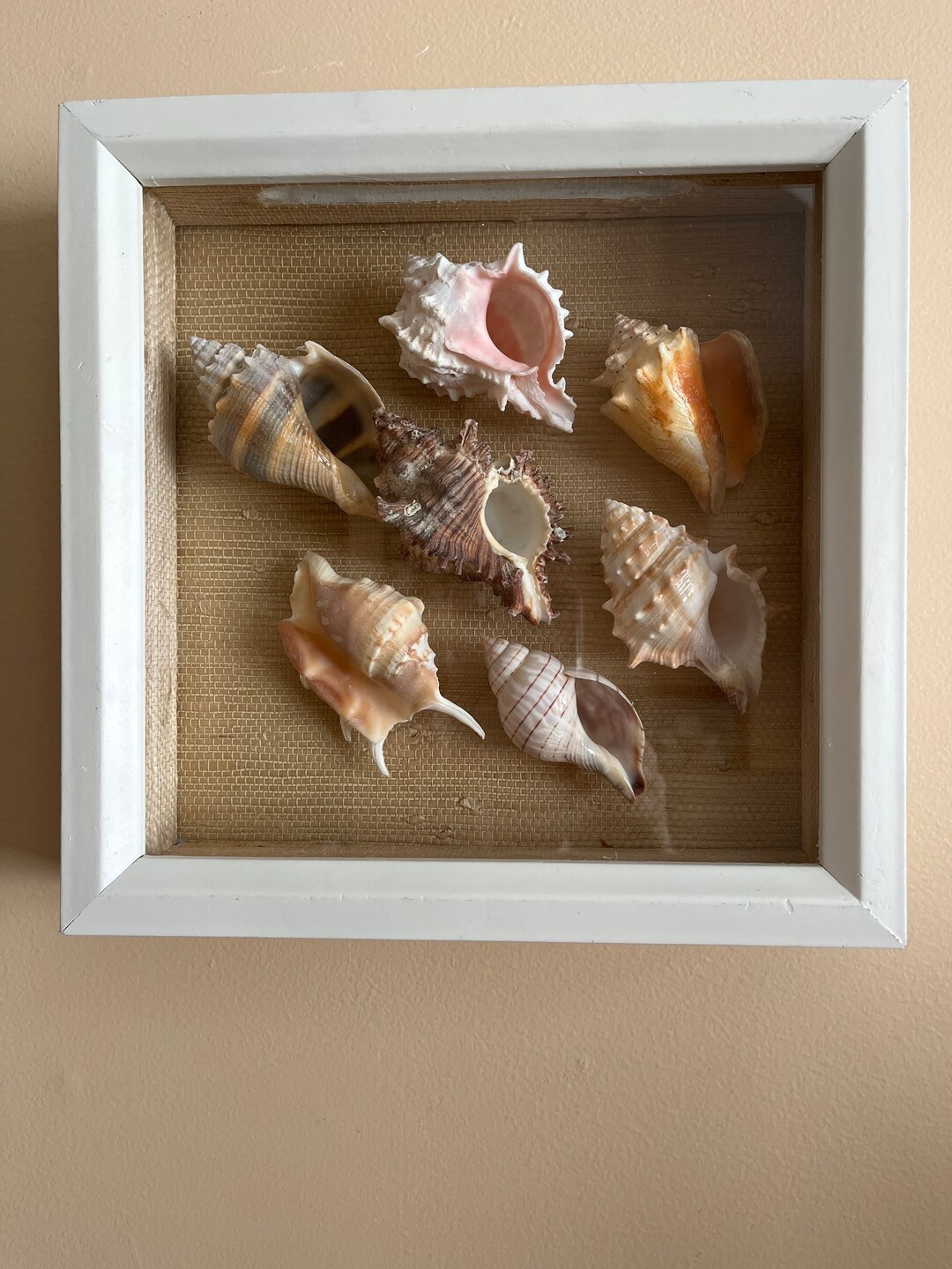 7 Shells Shadowbox Display Nautical and Costal Decor - Etsy