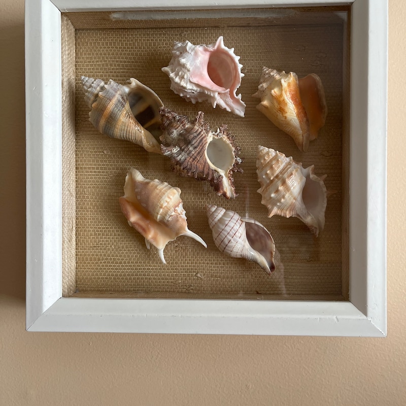 Sea Shell Display - Etsy