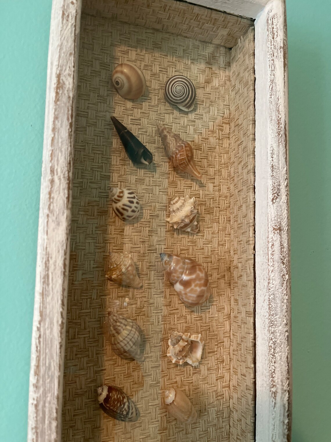 Long Seashell Shadowbox Display Beachcomber Nautical Display - Etsy