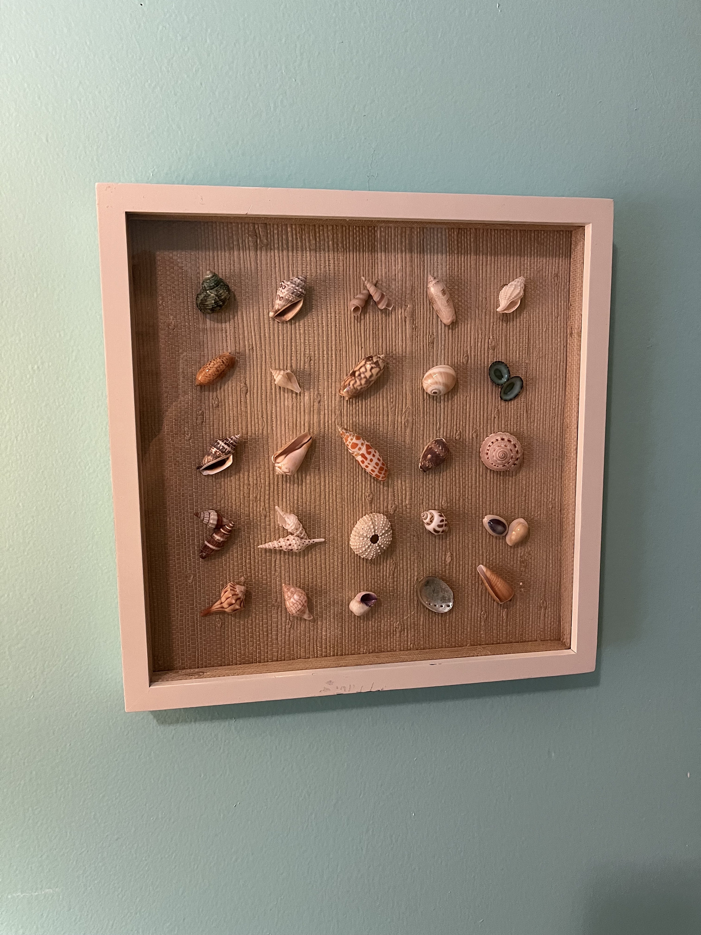 Mini Seashells Square Shadowbox Display Nautical or Coastal - Etsy