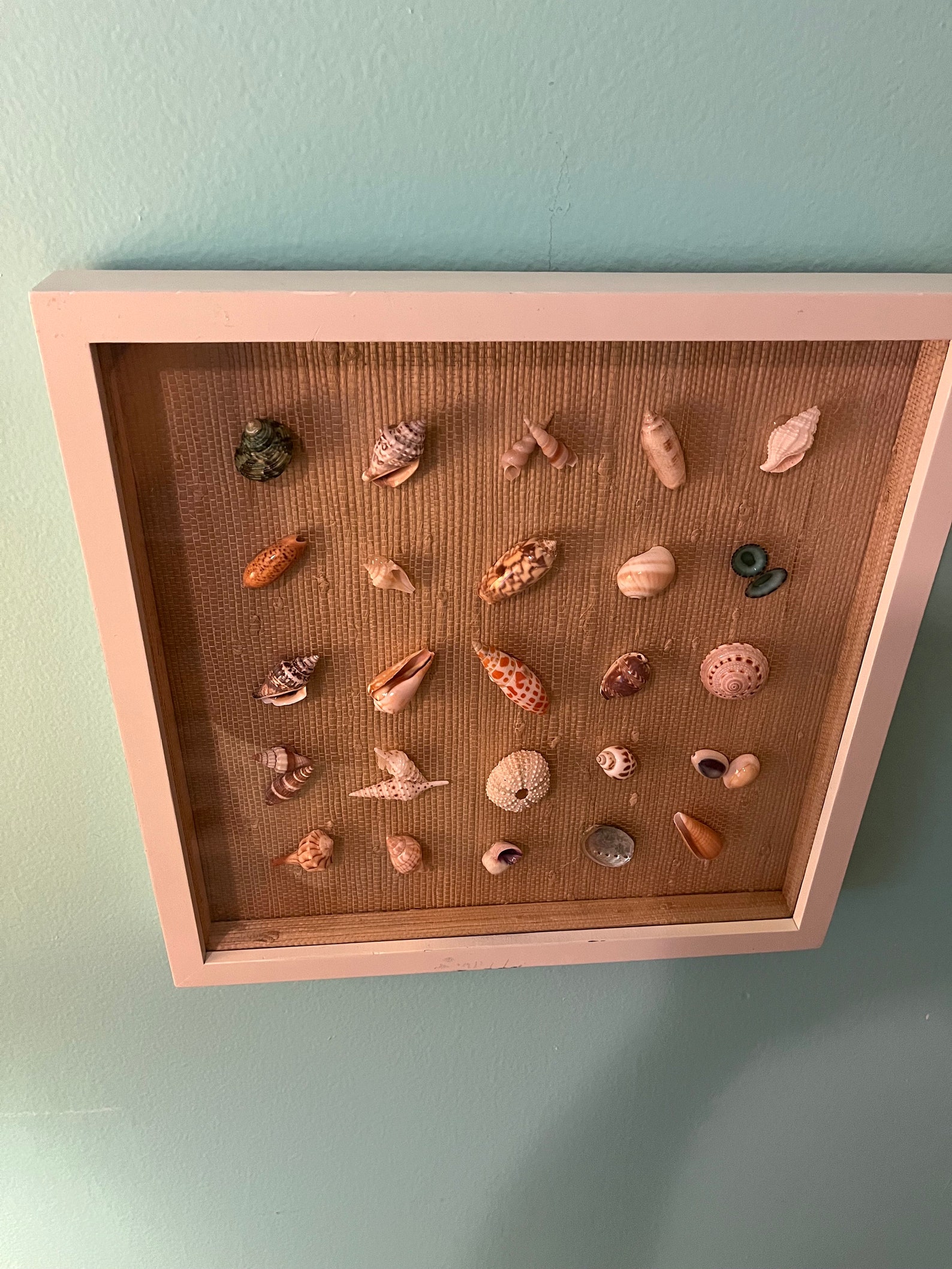 Mini Seashells Square Shadowbox Display Nautical or Coastal - Etsy