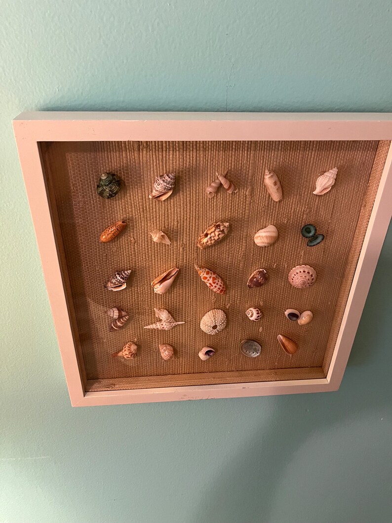 Mini Seashells Square Shadowbox Display Nautical or Coastal Decor #3 - Etsy
