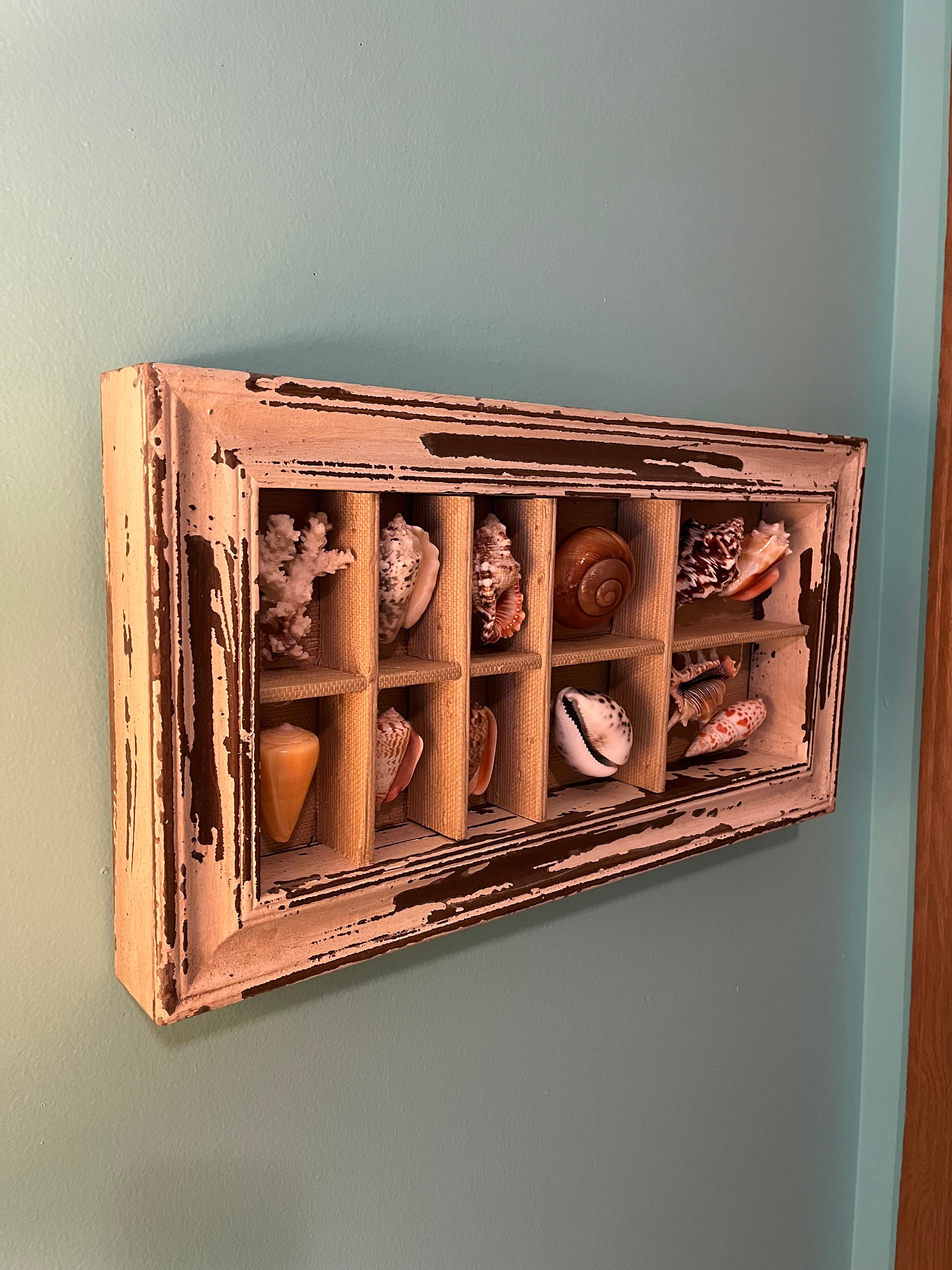 Large Specimen Open Seashell Display - Etsy