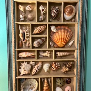 Large Naturalistic Shell Collage With Rare Junonia Shell - Etsy