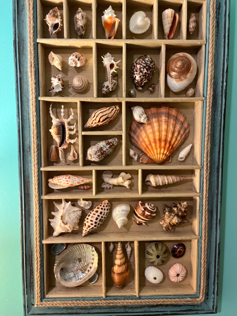 Large Naturalistic Shell Collage With Rare Junonia Shell - Etsy