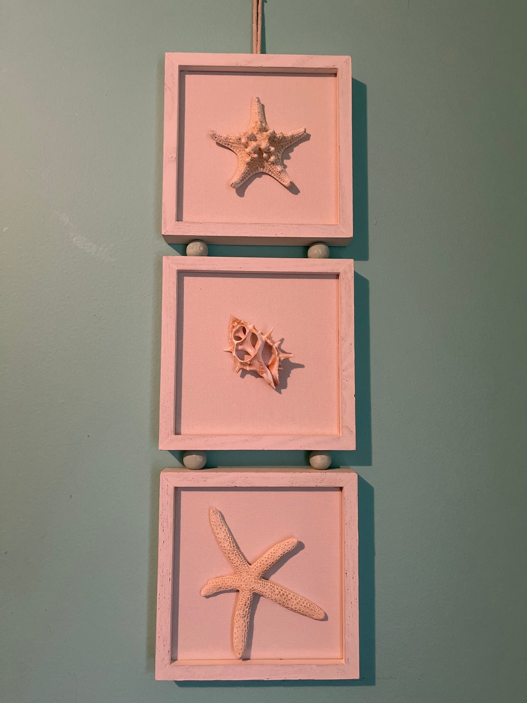 Vertical Shell Wall Display Minimalist Display - Etsy