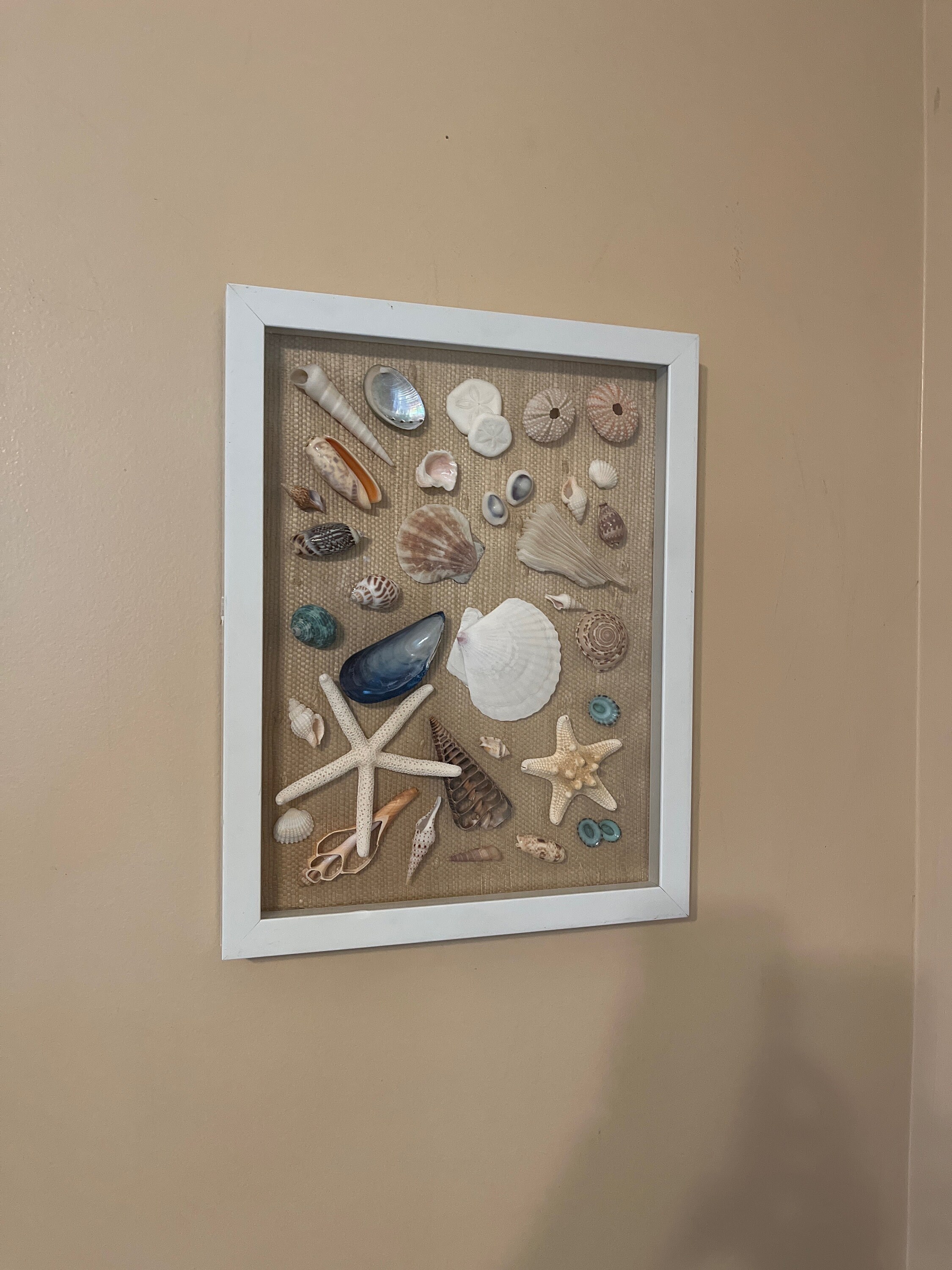 Seashell Shadowbox Display Nautical Themed, Vertical or Horizontal ...