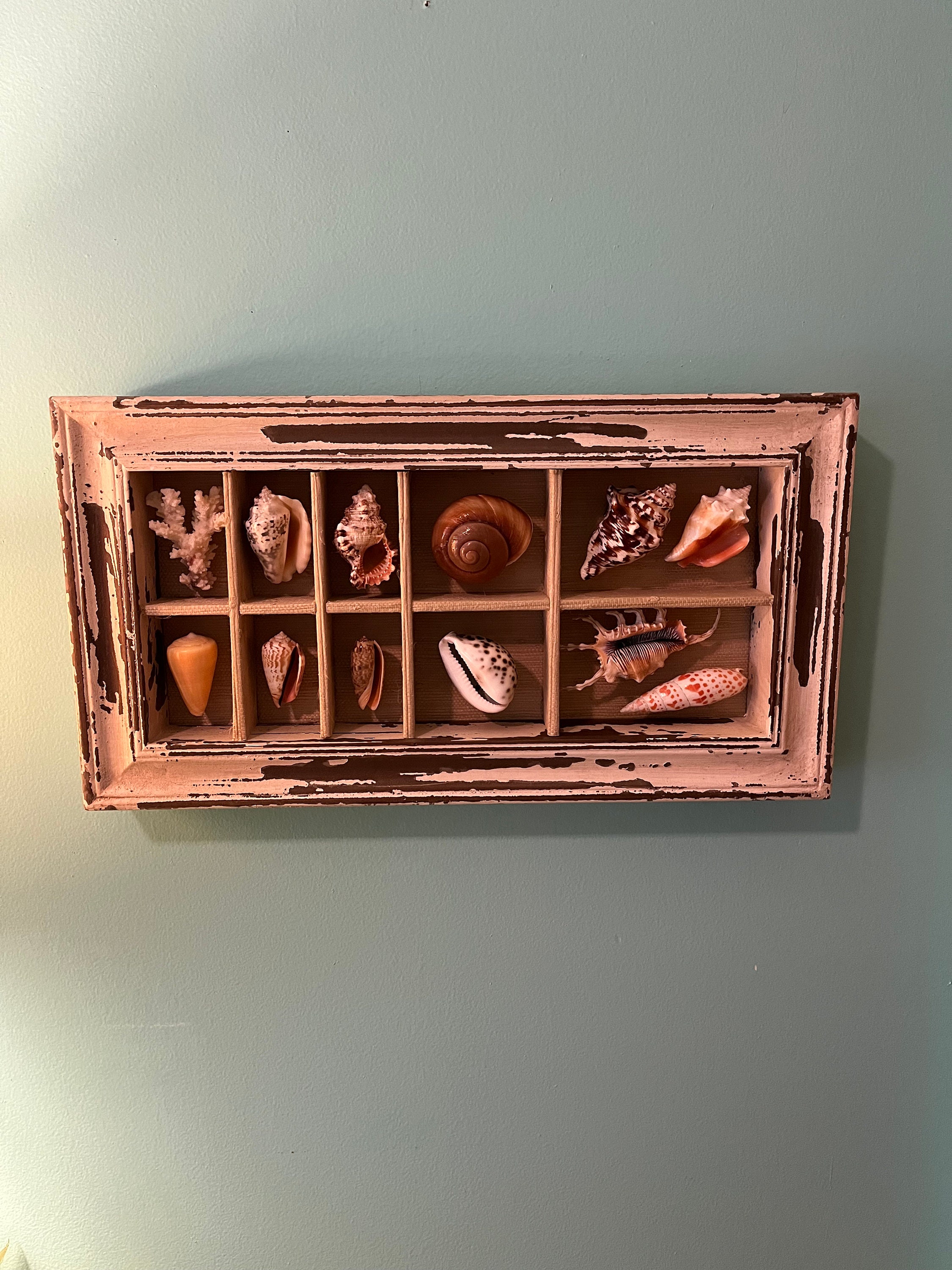 Large Specimen Open Seashell Display - Etsy