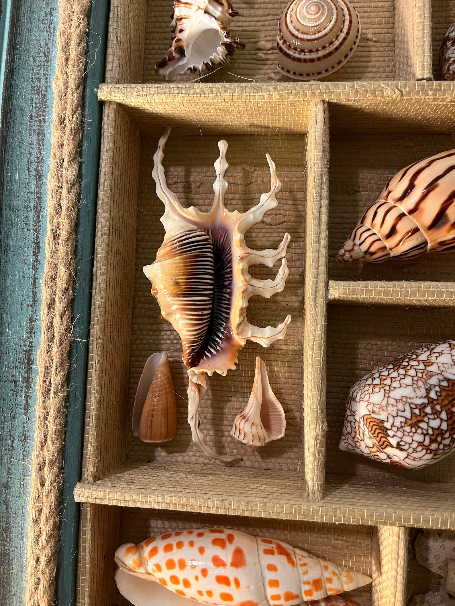 Large Naturalistic Shell Collage With Rare Junonia Shell - Etsy