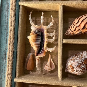 Large Naturalistic Shell Collage With Rare Junonia Shell - Etsy