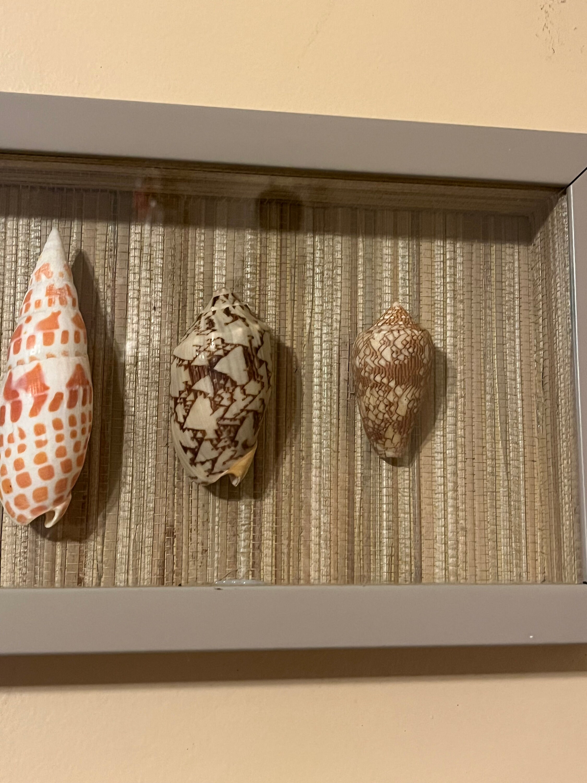 Pair of Seashell Display Shadowboxes - Etsy