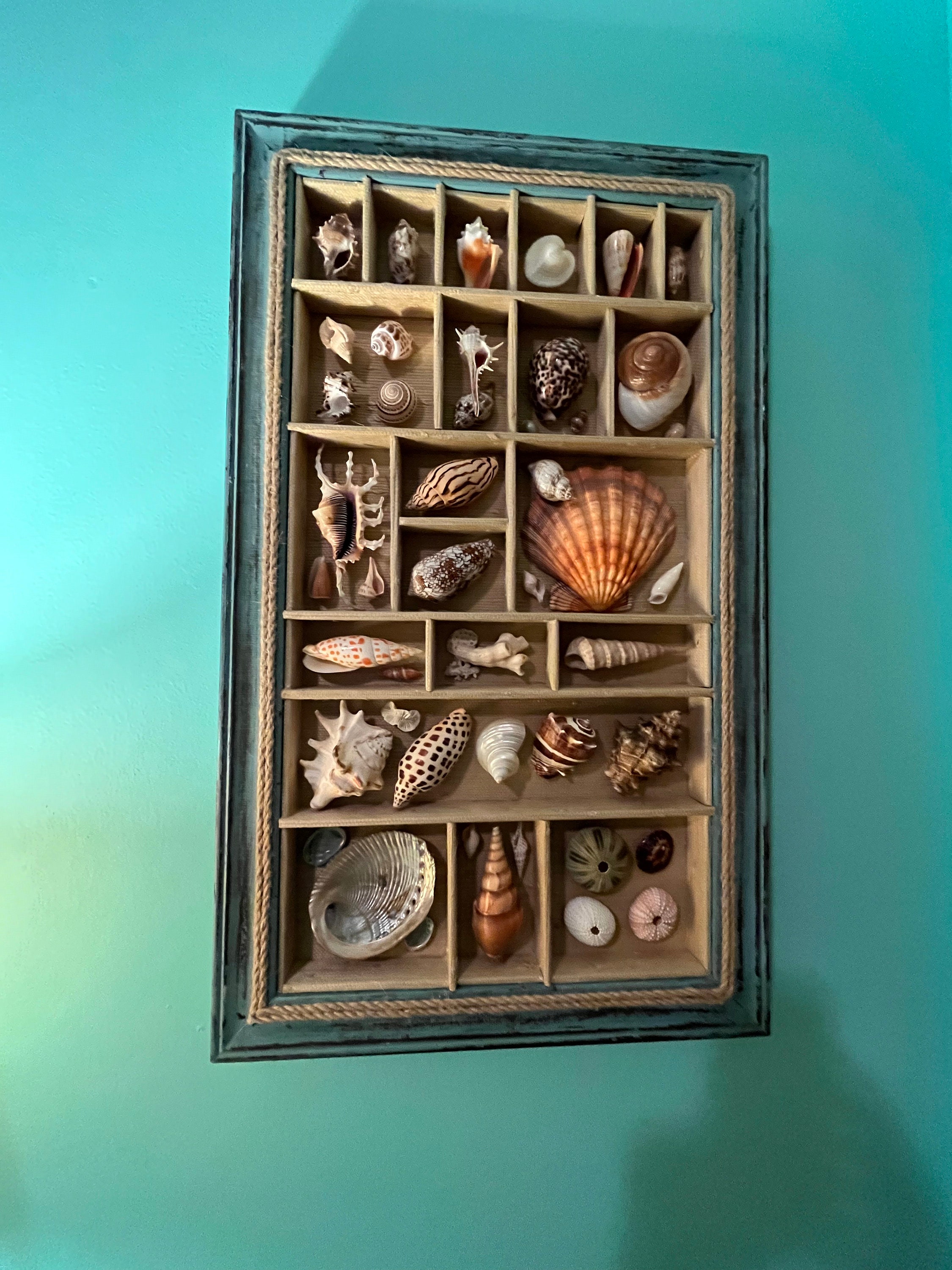 Large Naturalistic Shell Collage With Rare Junonia Shell - Etsy