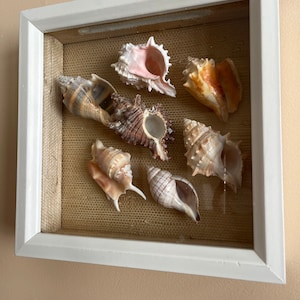 7 Shells Shadowbox Display Nautical and Costal Decor - Etsy
