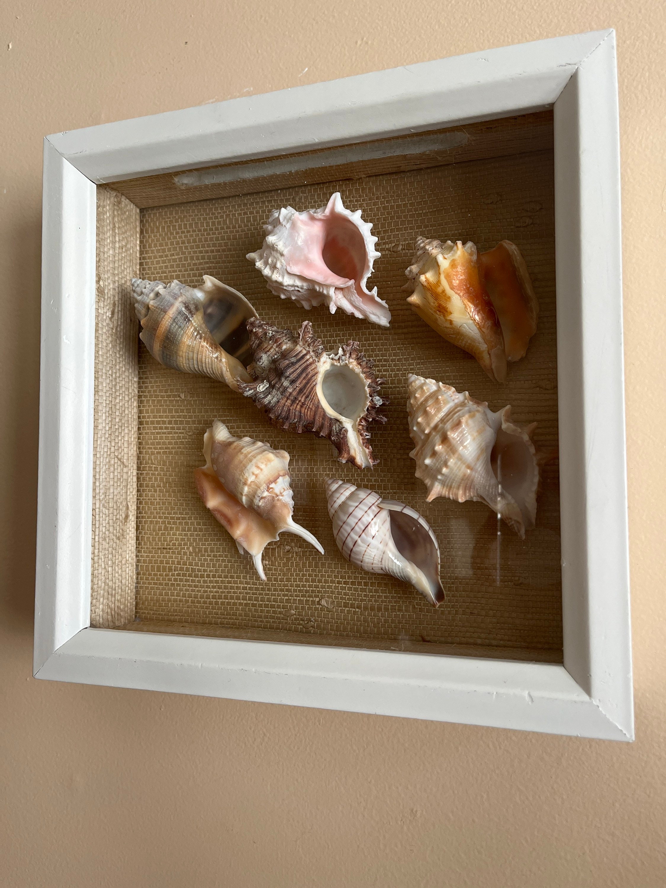 7 Shells Shadowbox Display Nautical and Costal Decor - Etsy