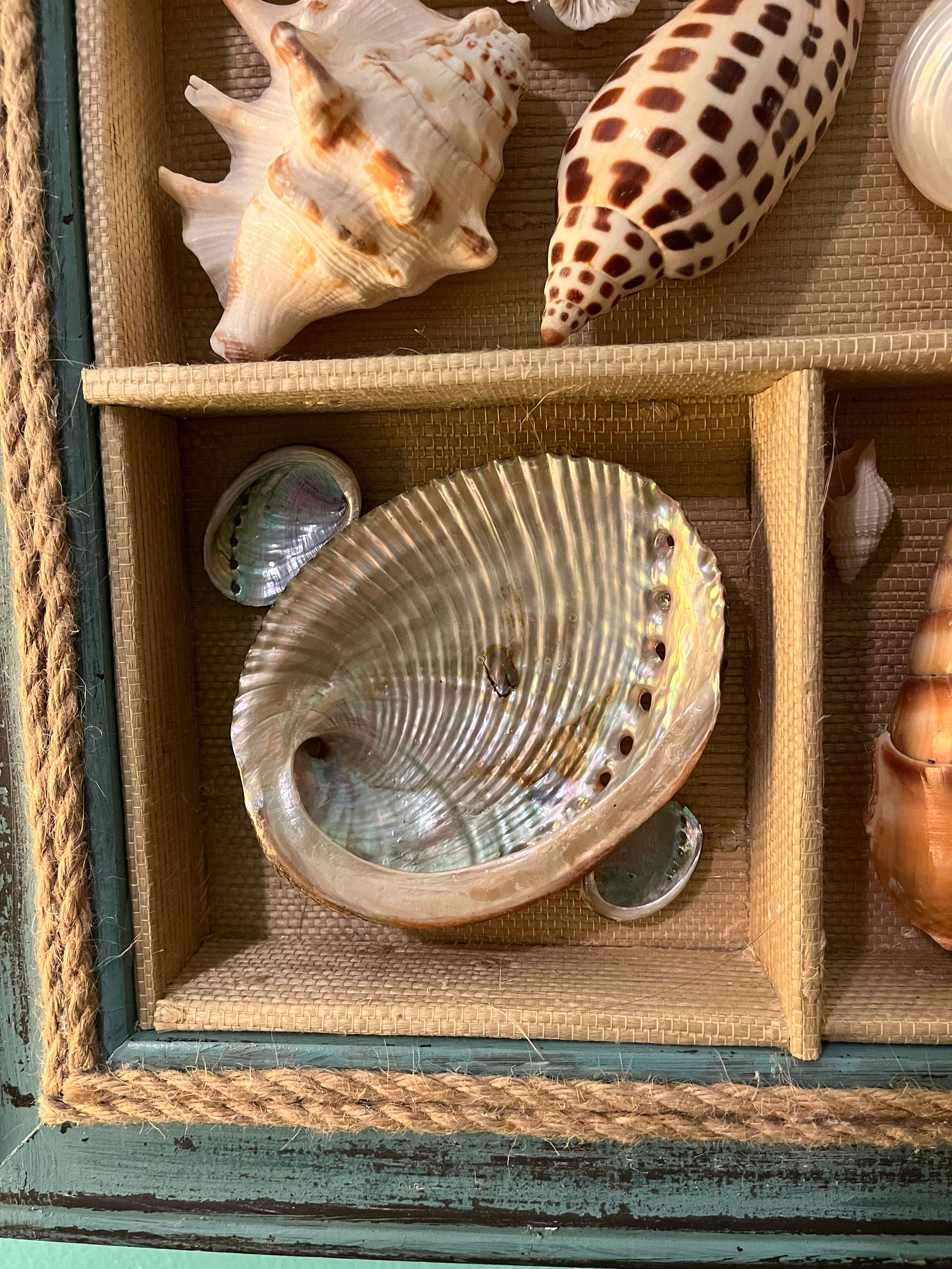 Large Naturalistic Shell Collage With Rare Junonia Shell - Etsy