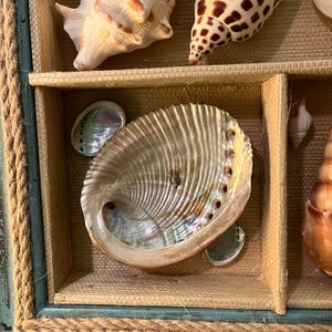 Large Naturalistic Shell Collage With Rare Junonia Shell - Etsy