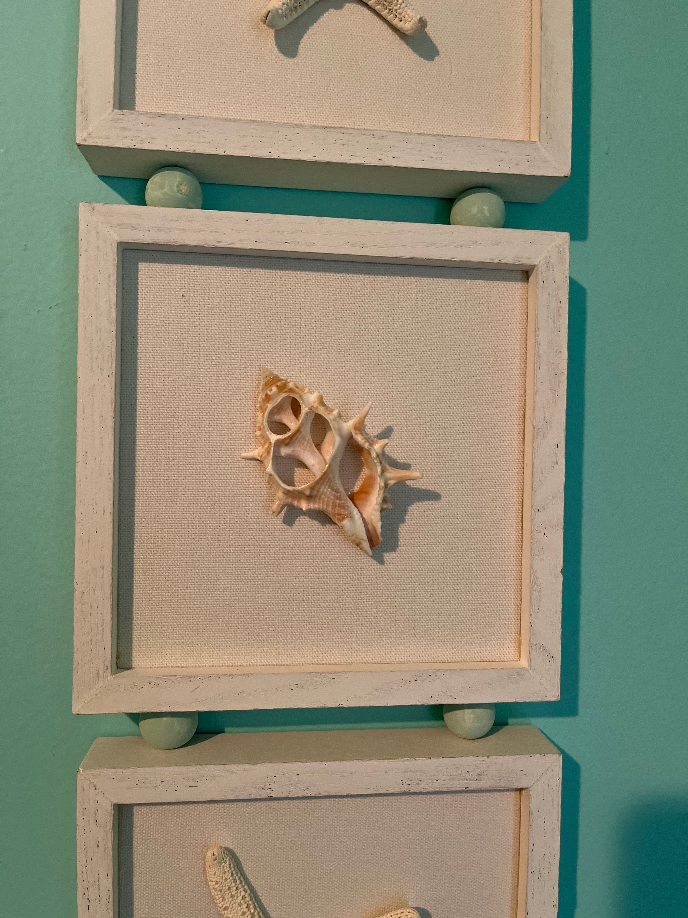 Vertical Shell Wall Display Minimalist Display - Etsy