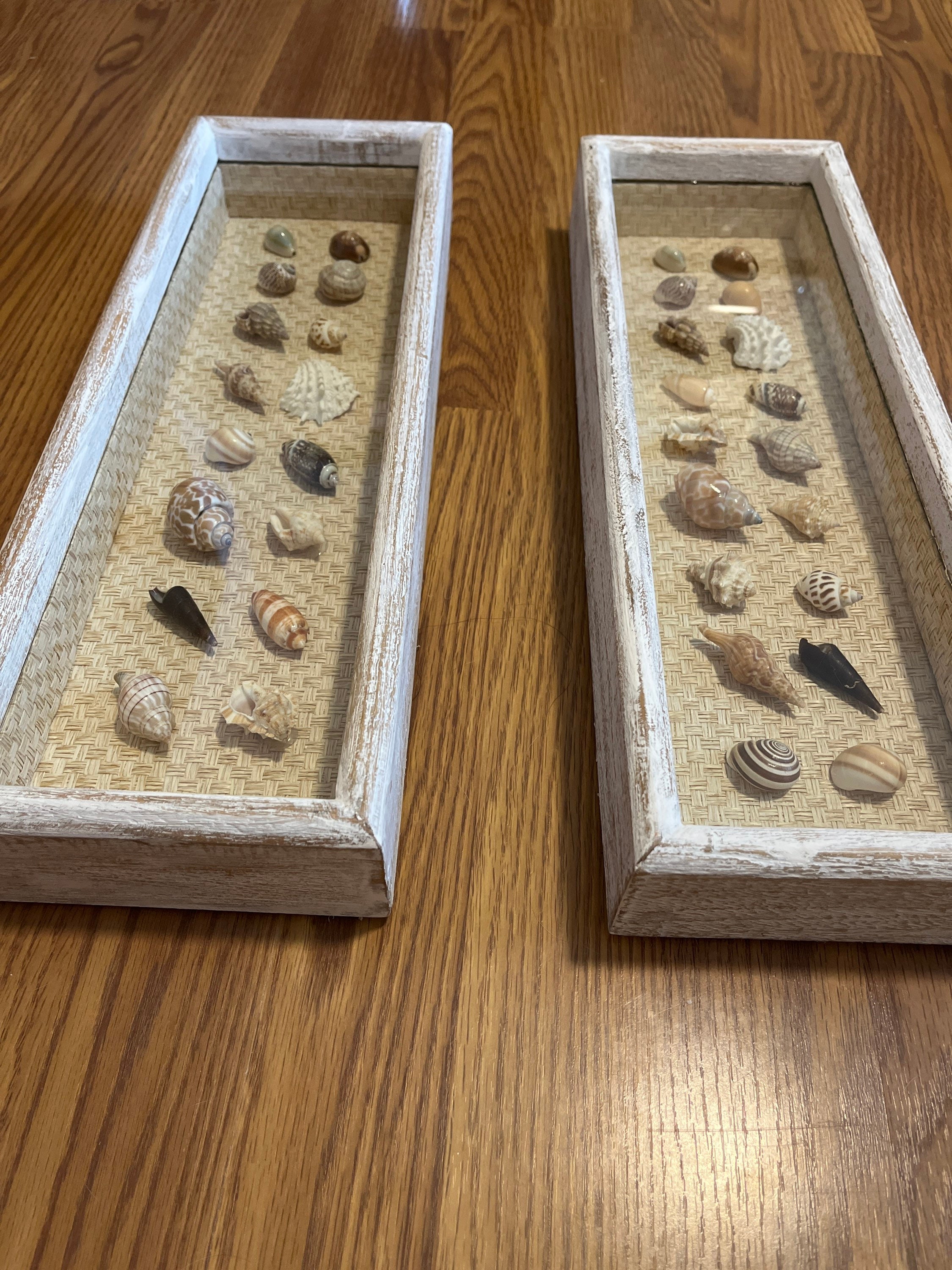 Long Seashell Shadowbox Display Beachcomber Nautical Display - Etsy