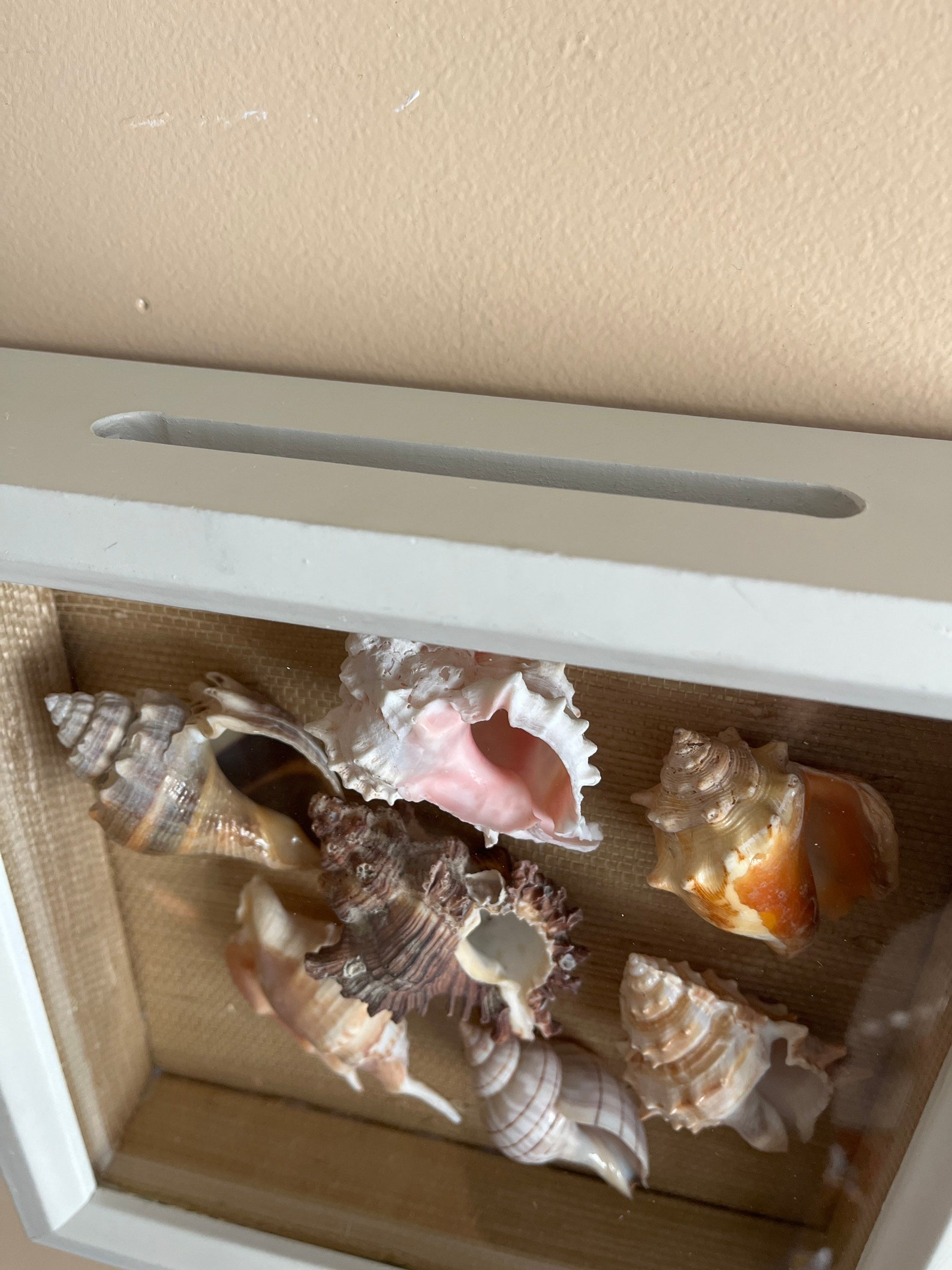 7 Shells Shadowbox Display Nautical and Costal Decor - Etsy