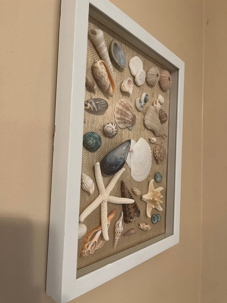 Seashell Shadowbox Display Nautical Themed, Vertical or Horizontal ...