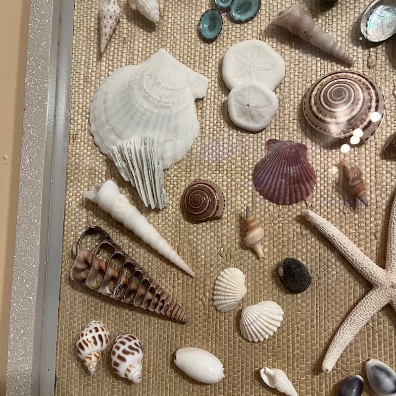 Seashell Display Box - Etsy