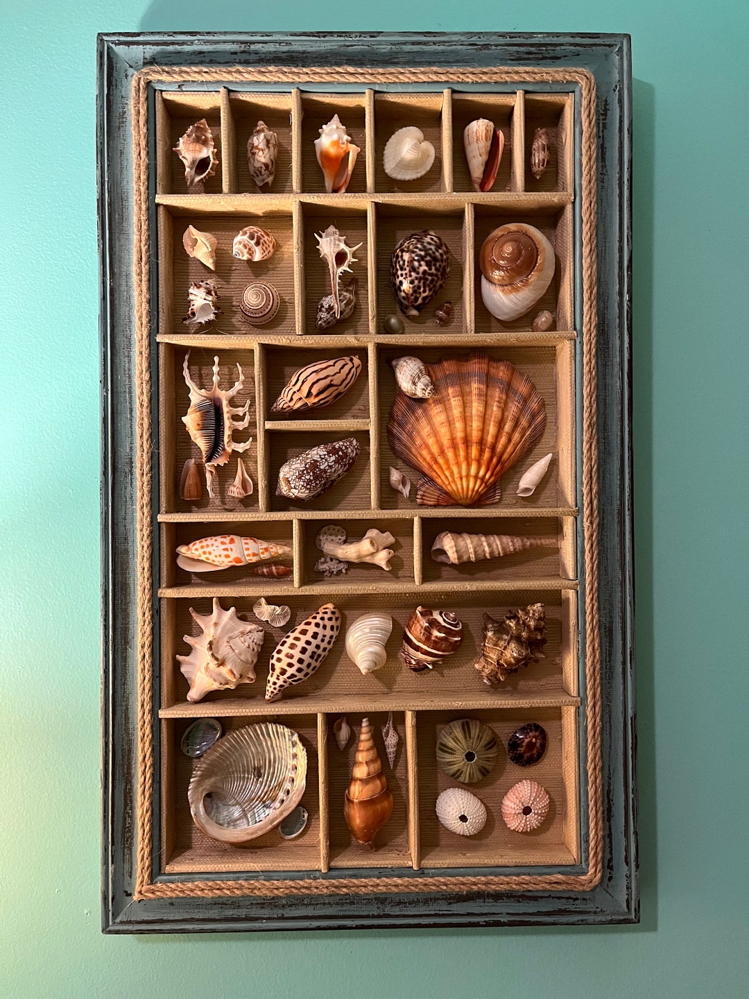 Large Naturalistic Shell Collage With Rare Junonia Shell - Etsy