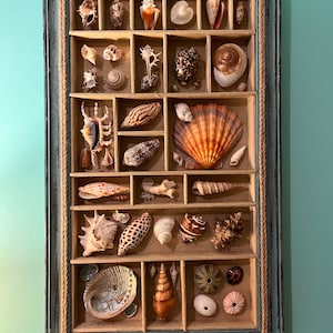 Large Naturalistic Shell Collage With Rare Junonia Shell - Etsy