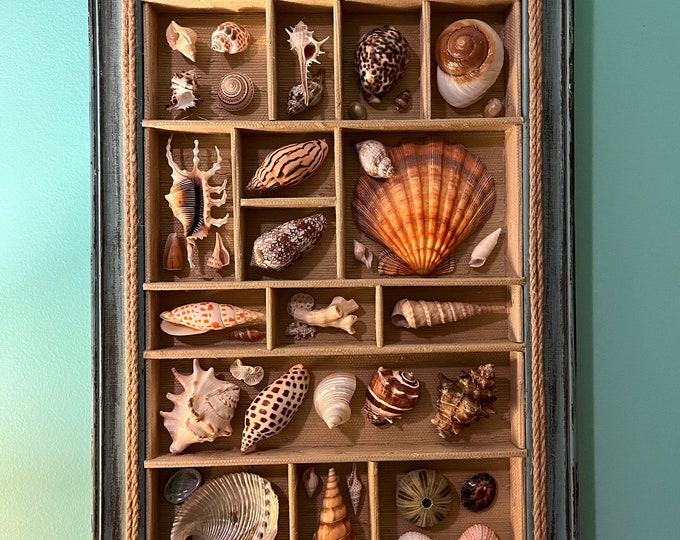 Large Naturalistic Shell Collage With Rare Junonia Shell - Etsy