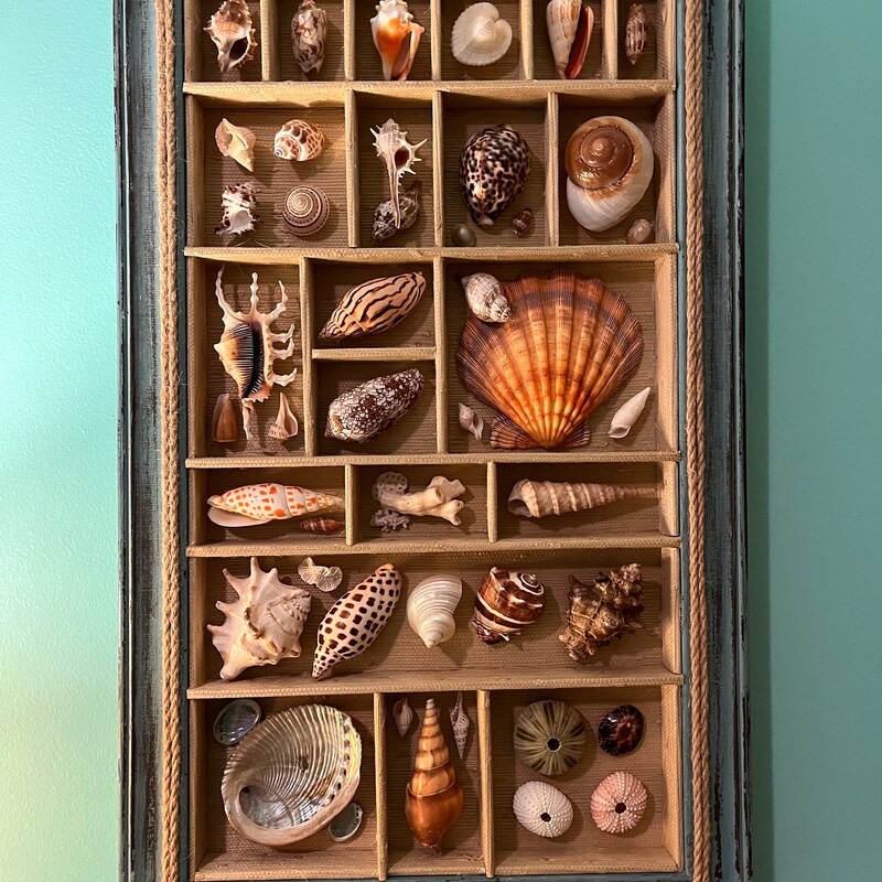 Rare Shells - Etsy