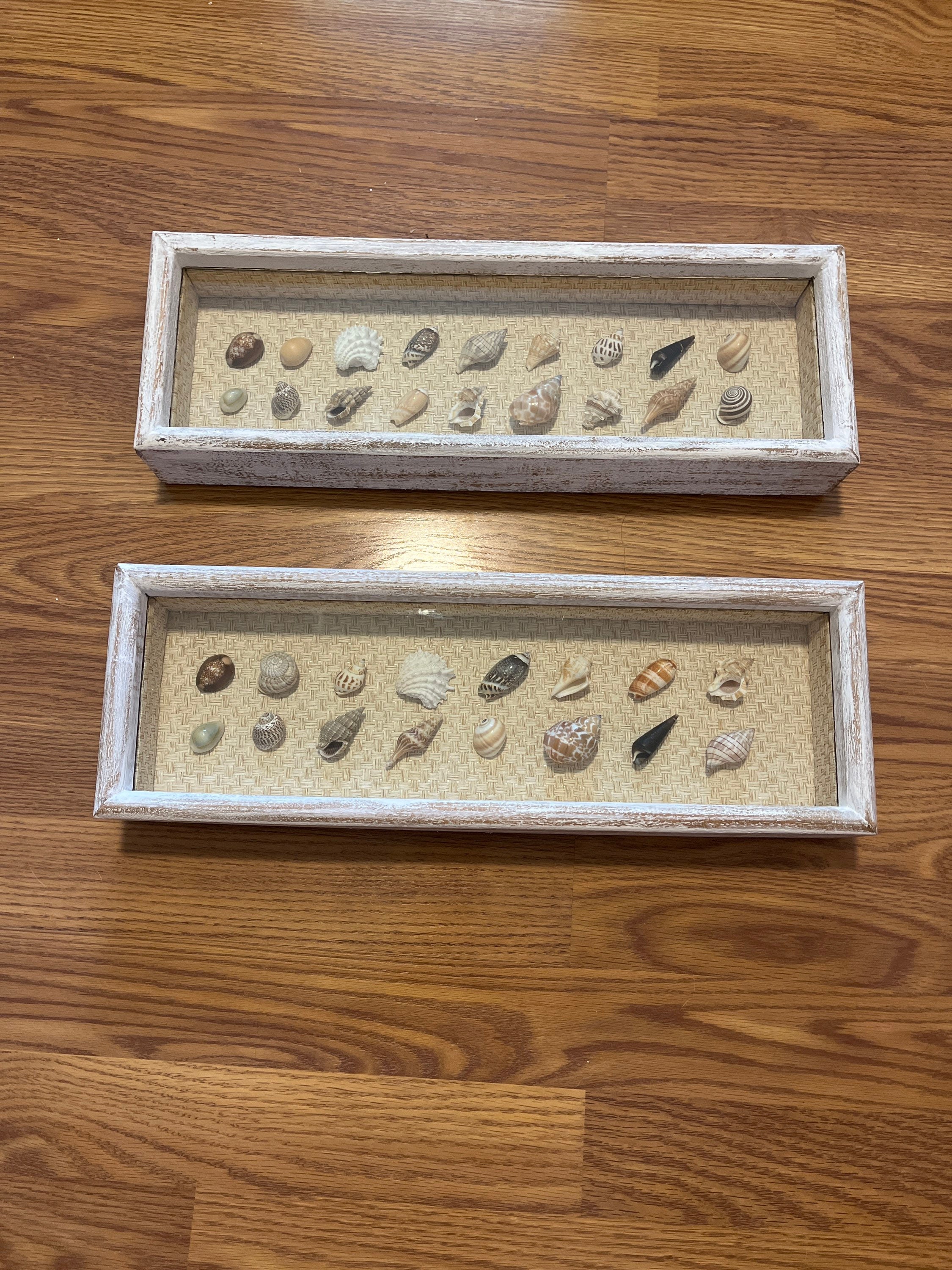 Long Seashell Shadowbox Display Beachcomber Nautical Display - Etsy