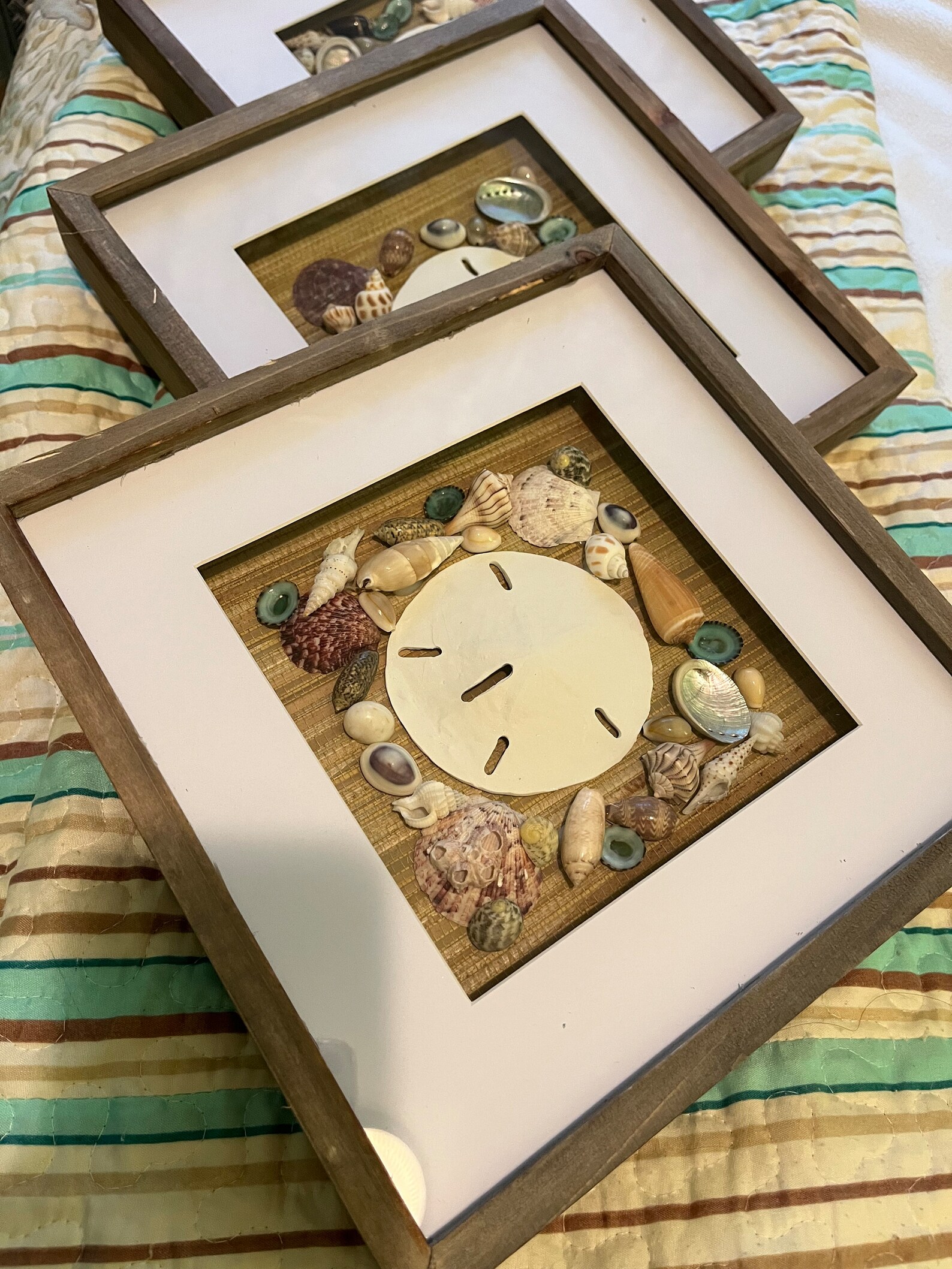 Sand Dollar Collage - Etsy