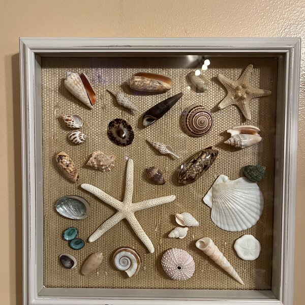 Sea Shell Display - Etsy