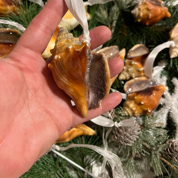 Seashell Christmas Ornaments - Etsy