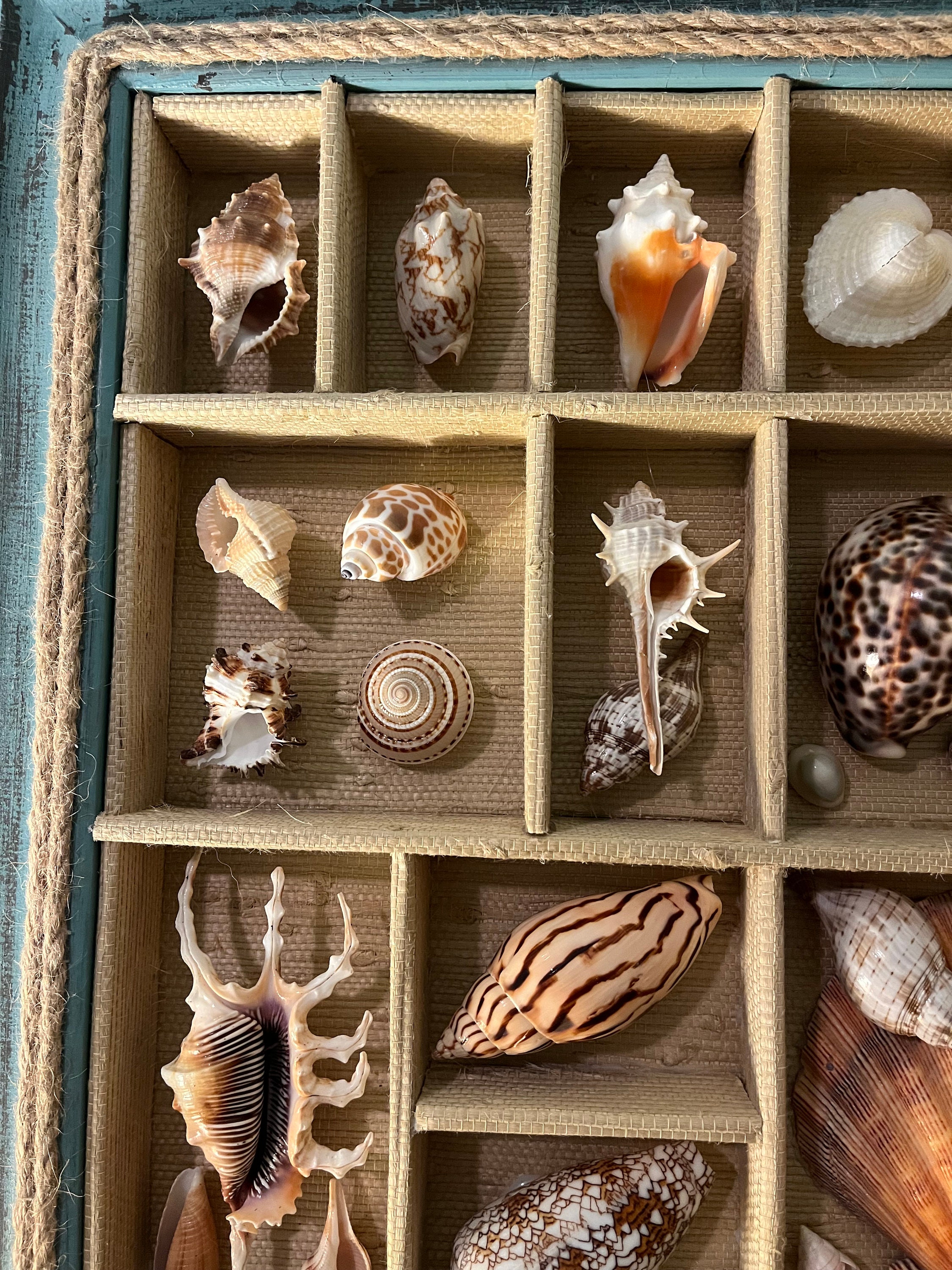 Large Naturalistic Shell Collage With Rare Junonia Shell - Etsy