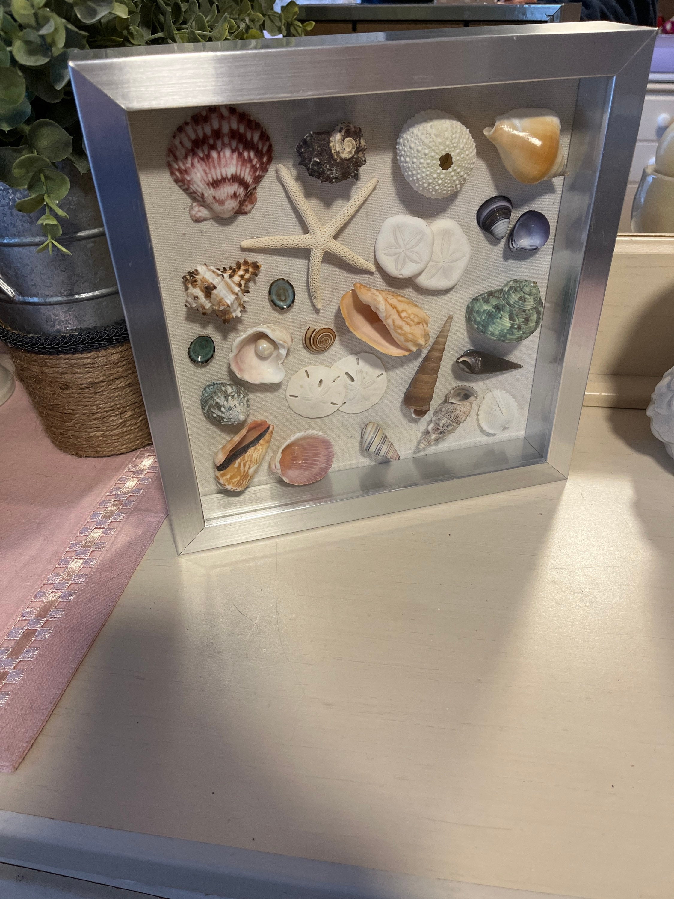 Seashell Display 1 Nautical Themed - Etsy