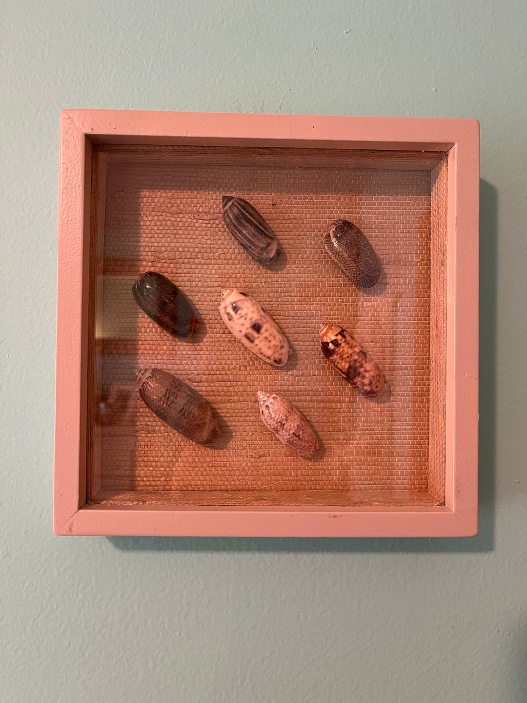 Study of Olive Shells #2, Nautical Theme - Etsy