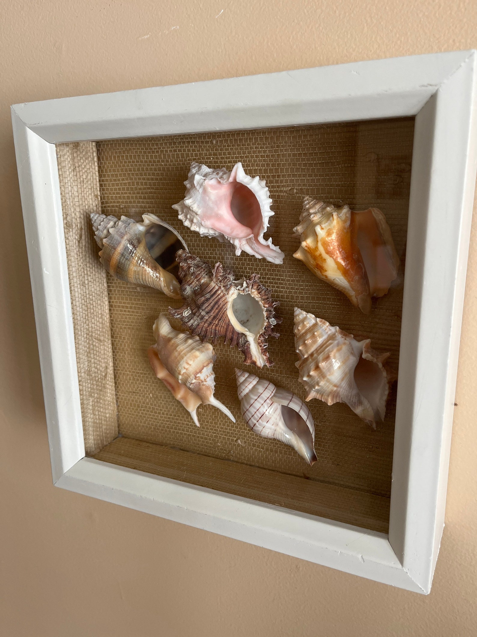 7 Shells Shadowbox Display Nautical and Costal Decor - Etsy