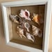 7 Shells Shadowbox Display Nautical and Costal Decor - Etsy