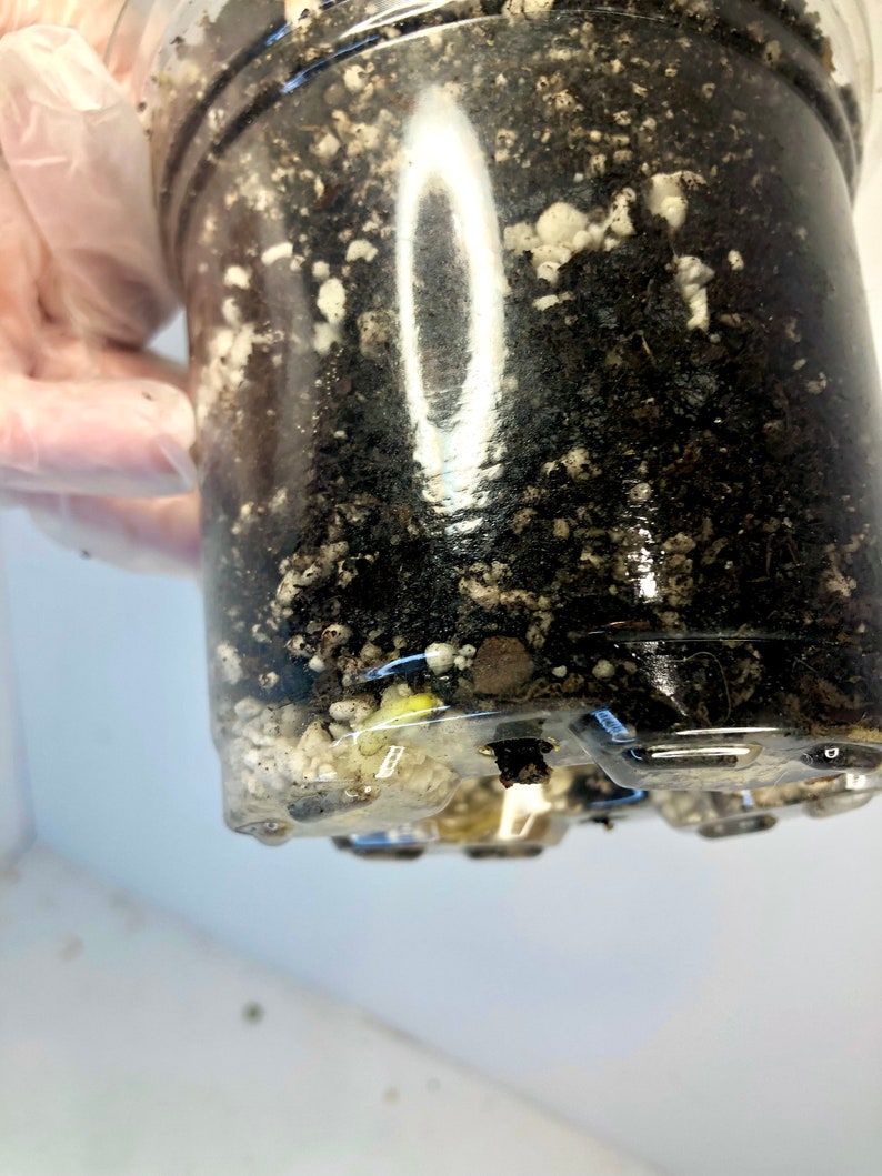 Extremely Rare Variegated Monstera Green-on-green gog US - Etsy